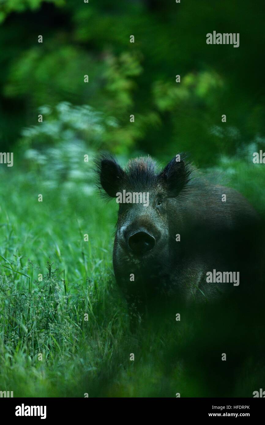 Wild boar with forest background Stock Photo - Alamy