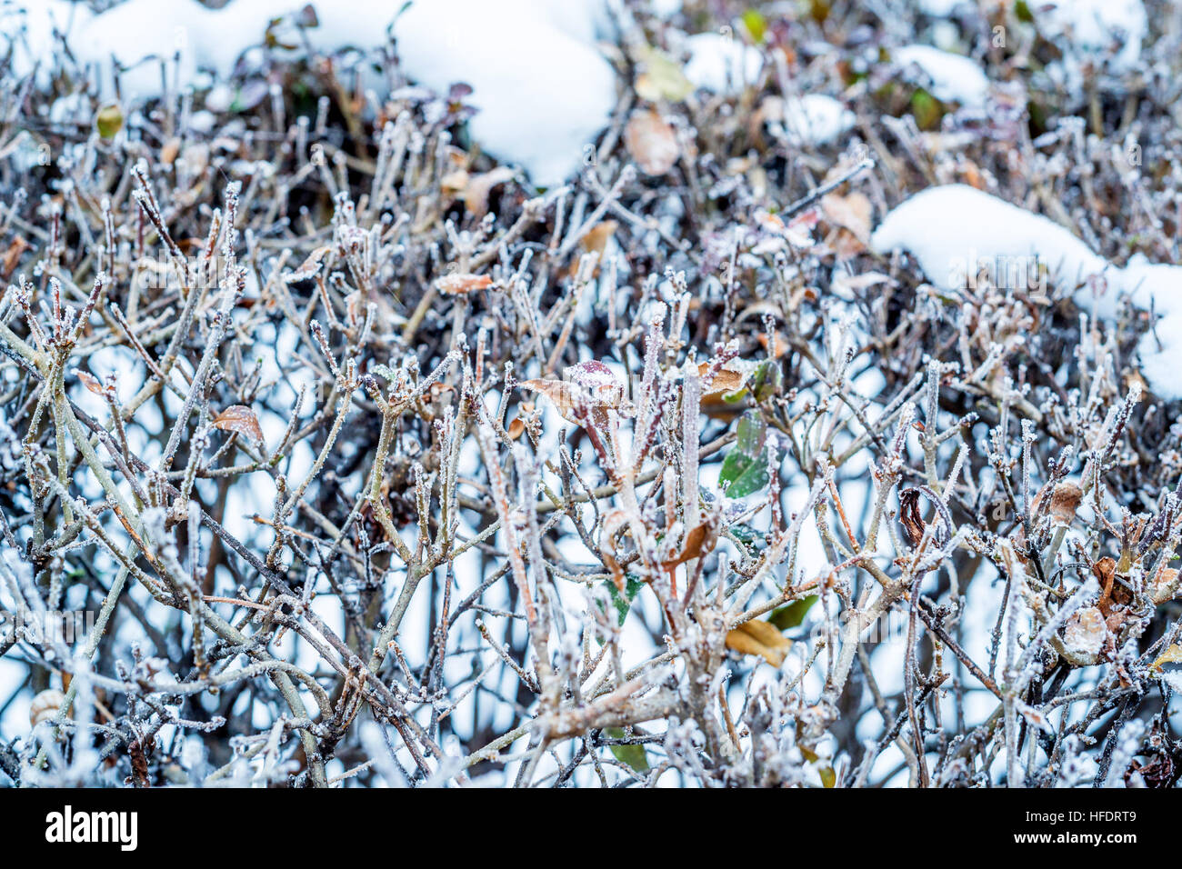 Close-up of hoar frost on linden tree branches. Branch of a tree in ...