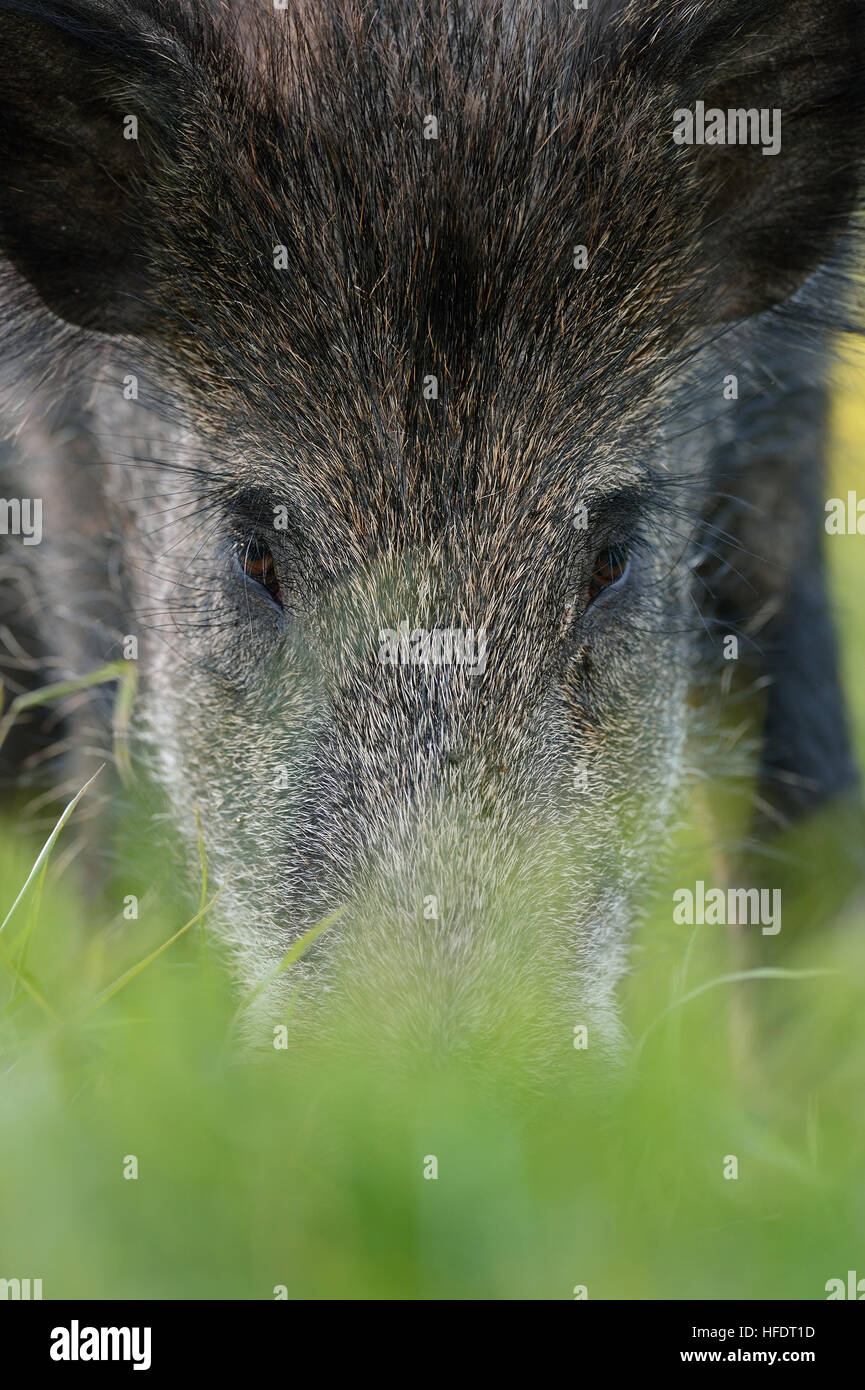 Wild boar portrait, nose to the ground Stock Photo - Alamy