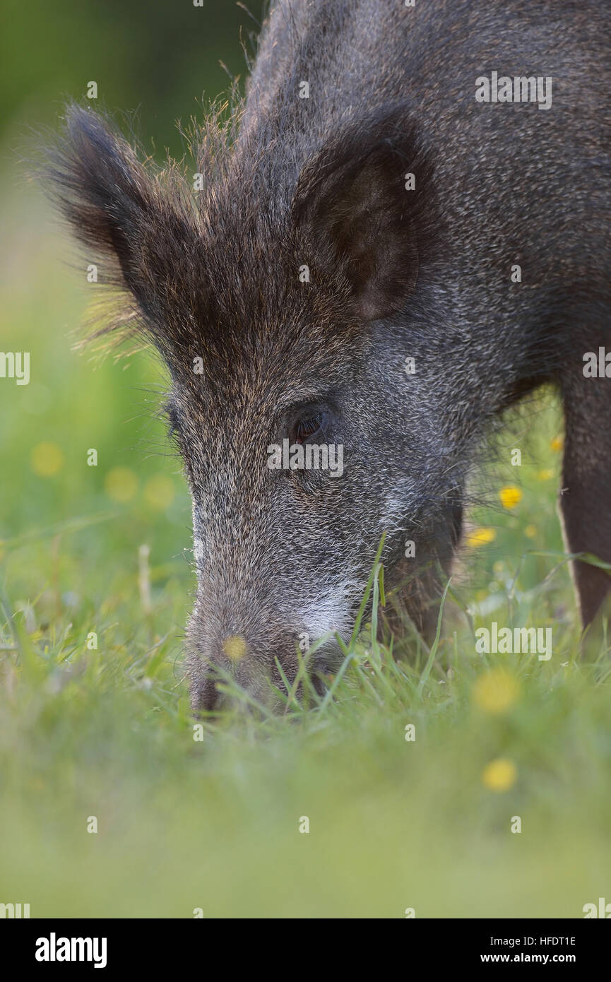 Wild boar portrait, nose to the ground Stock Photo - Alamy