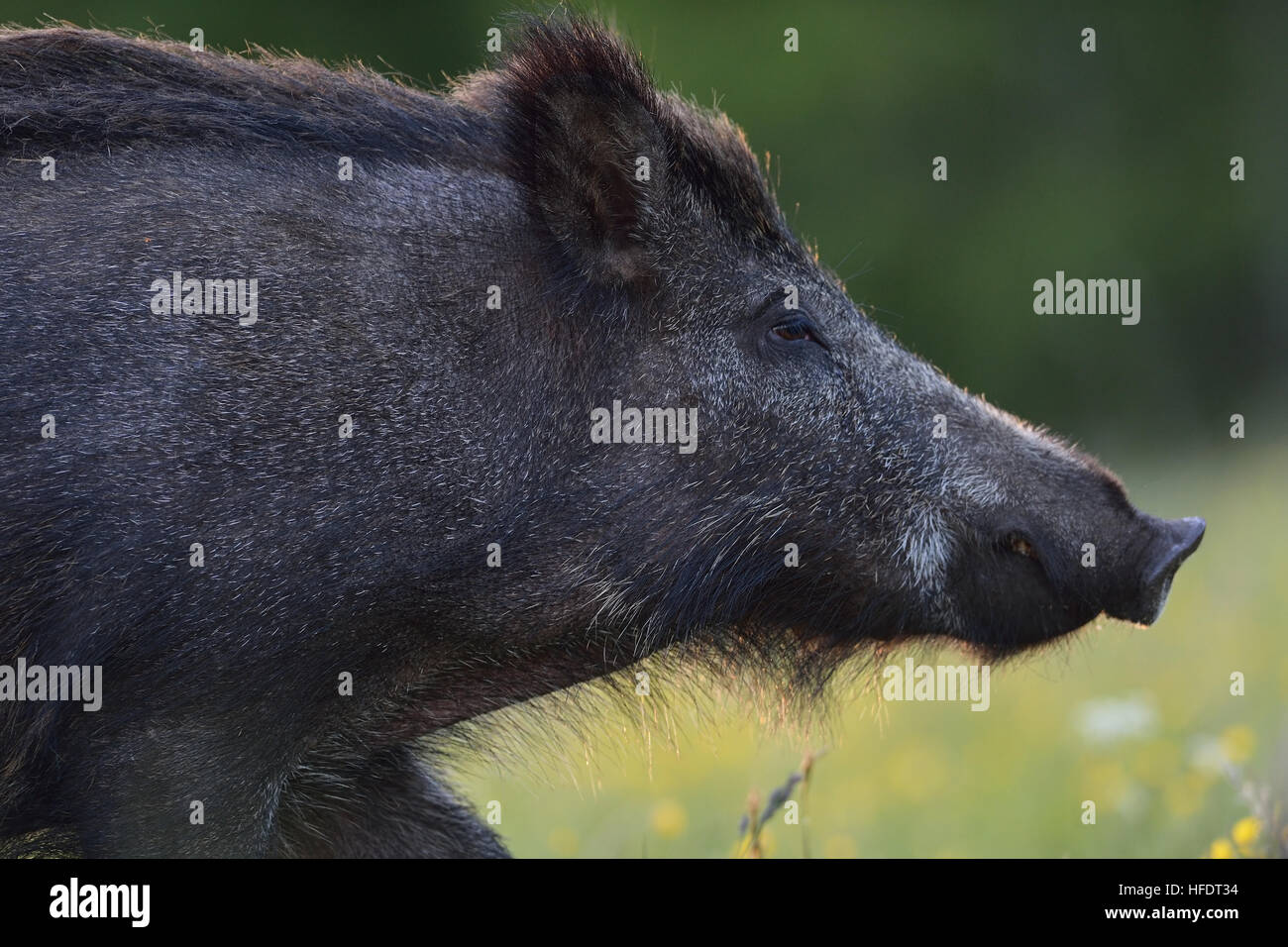 Wild boar portrait Stock Photo - Alamy