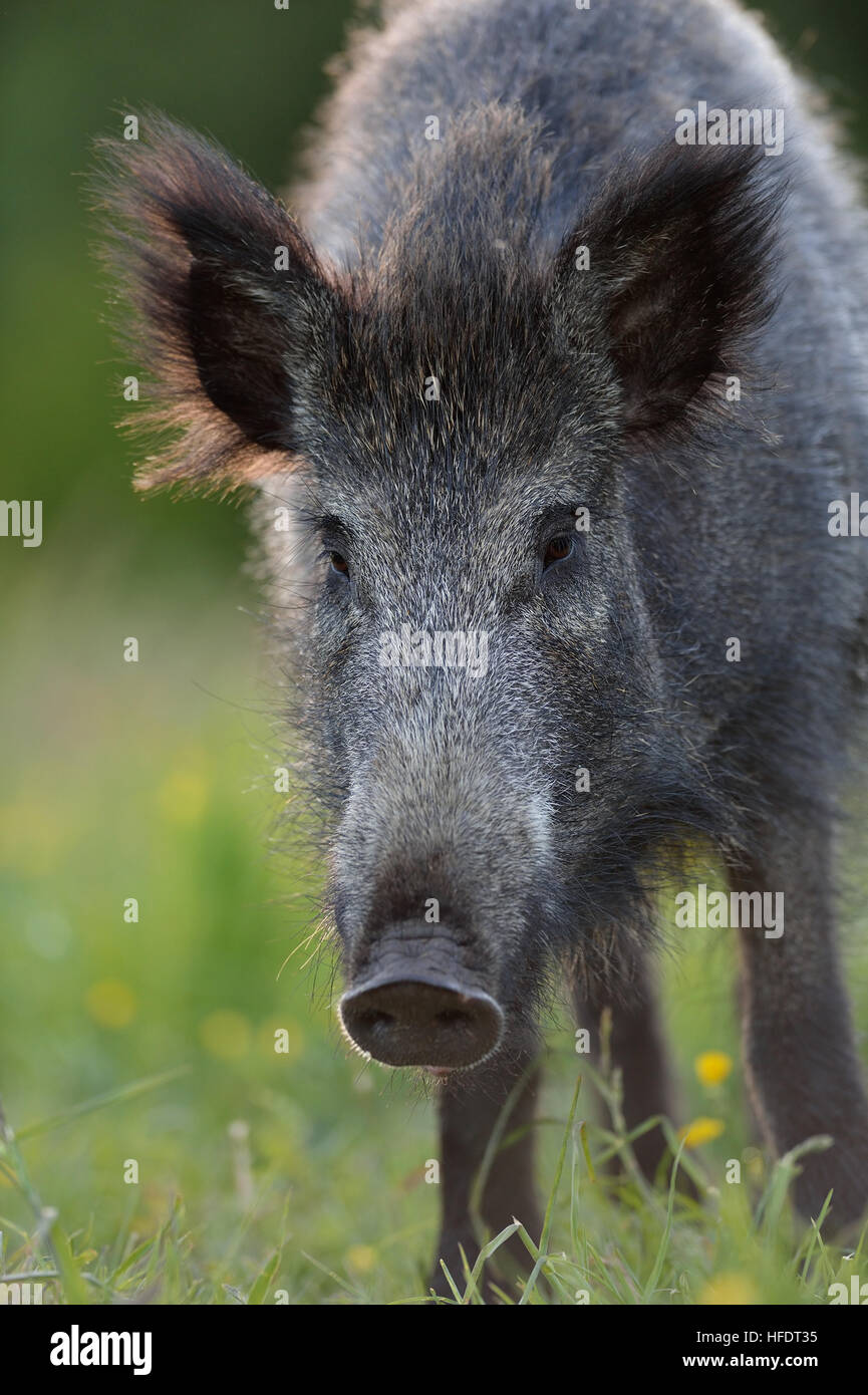 Boar teeth hi-res stock photography and images - Alamy