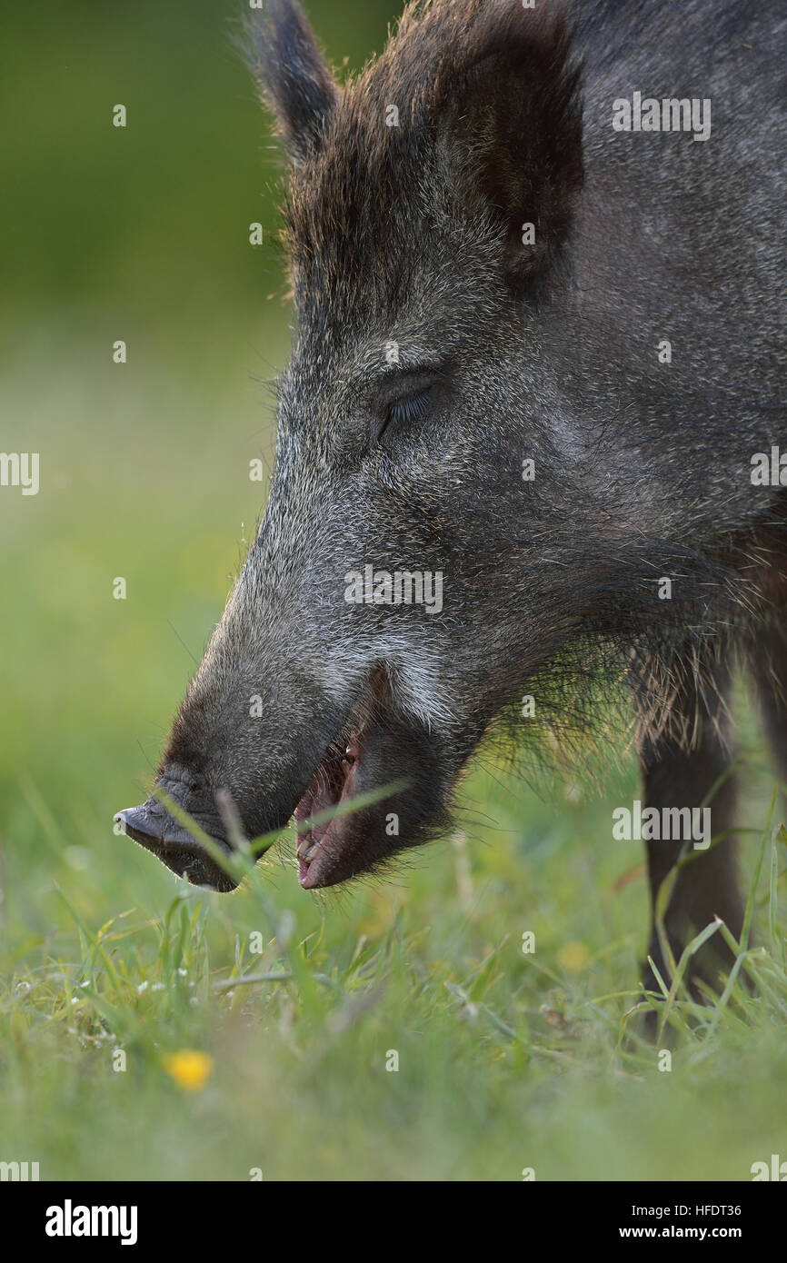 Smiling boar hi-res stock photography and images - Alamy