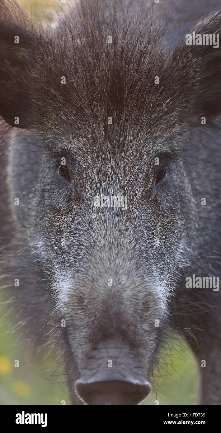 Wild boar face Stock Photo - Alamy
