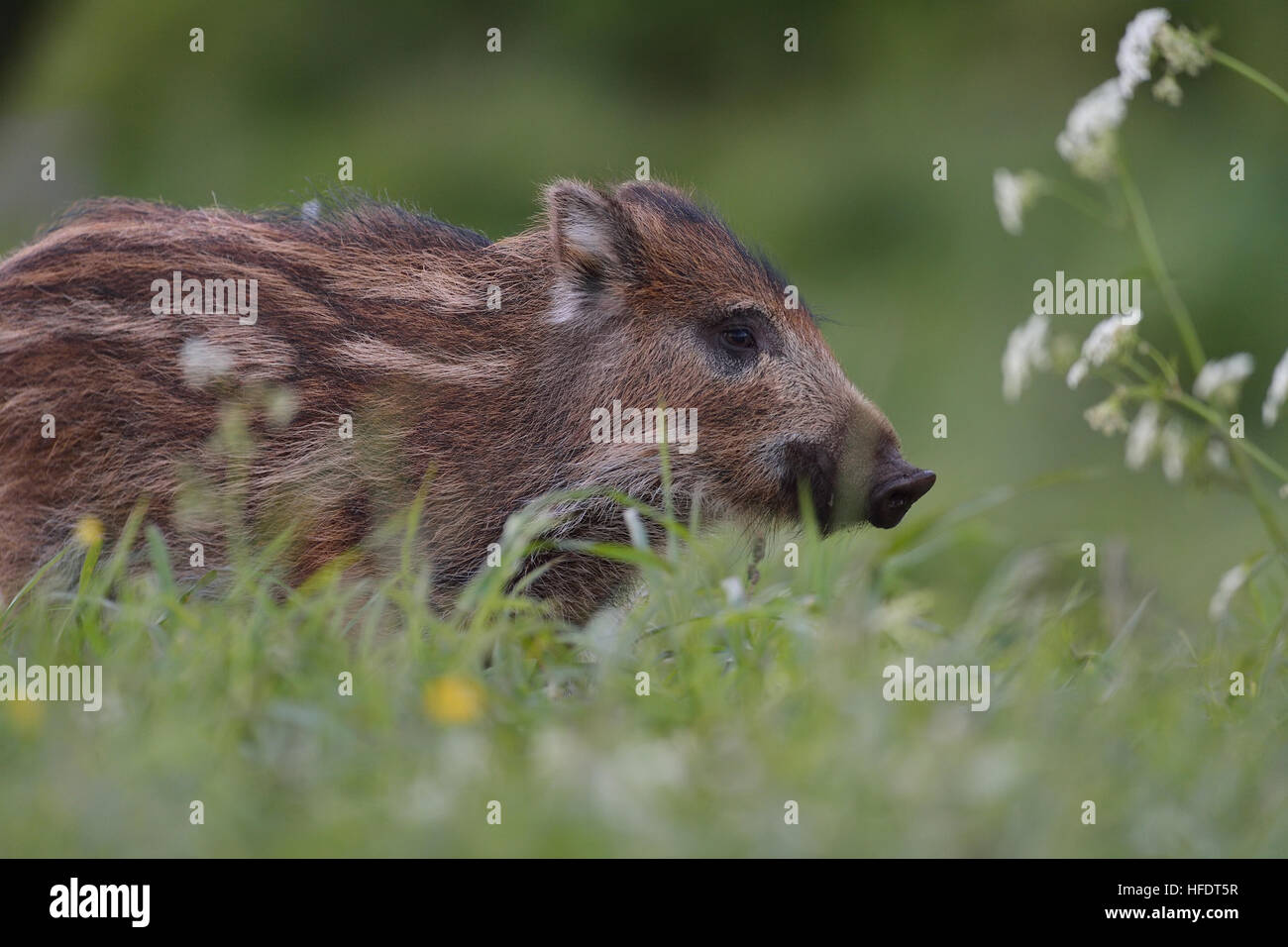 Wild boar piglet portrait Stock Photo - Alamy