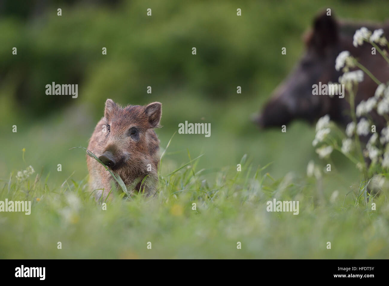 Small hardy animal hi-res stock photography and images - Alamy