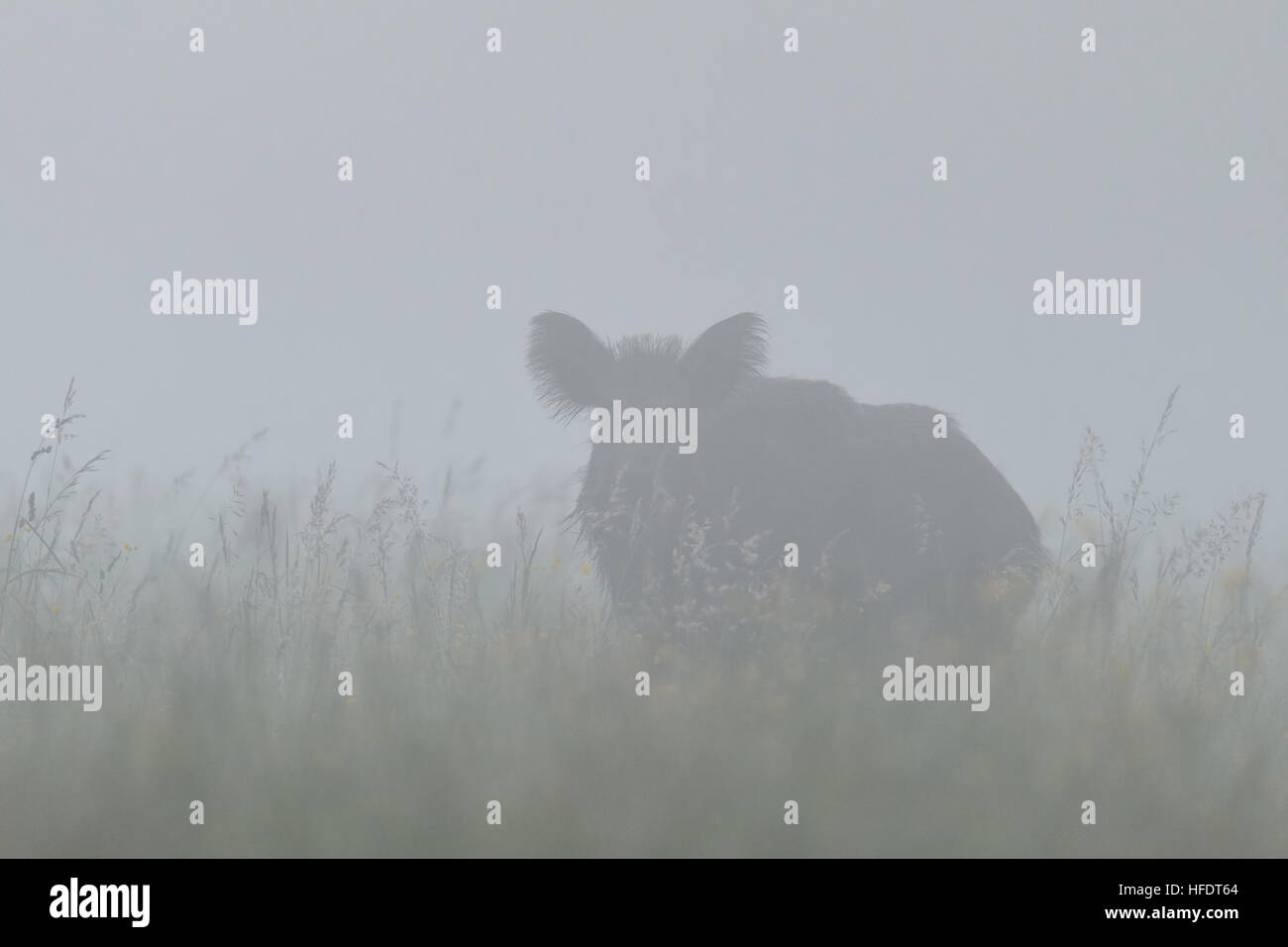 Wild boar in the fog Stock Photo - Alamy