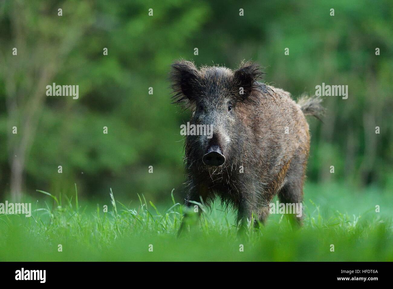 Wild boar with forest background Stock Photo - Alamy