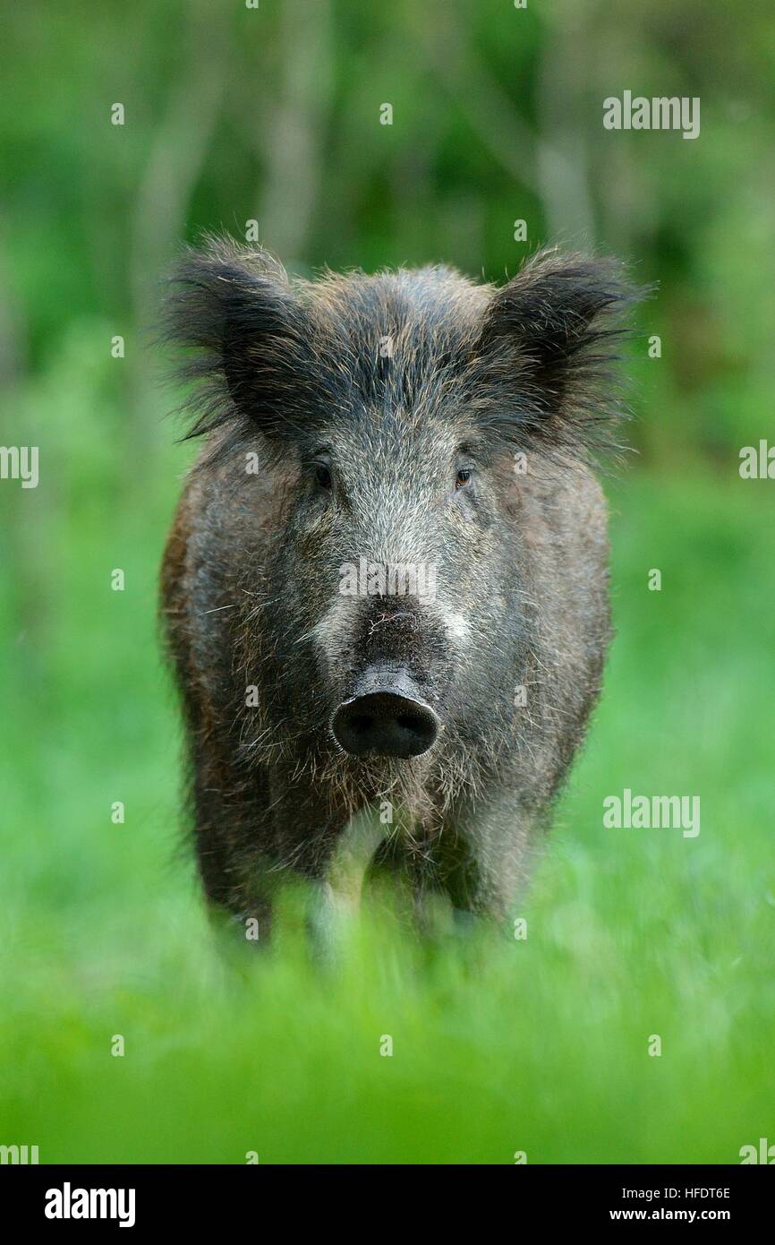 Wild boar with forest background Stock Photo - Alamy