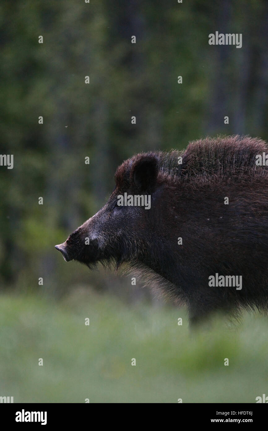 Razorbacks hi-res stock photography and images - Alamy