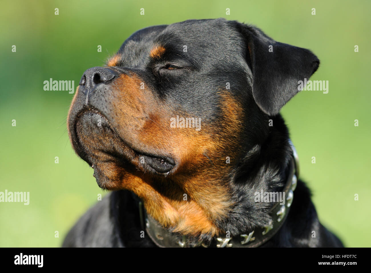 Rottweiler portrait Stock Photo - Alamy