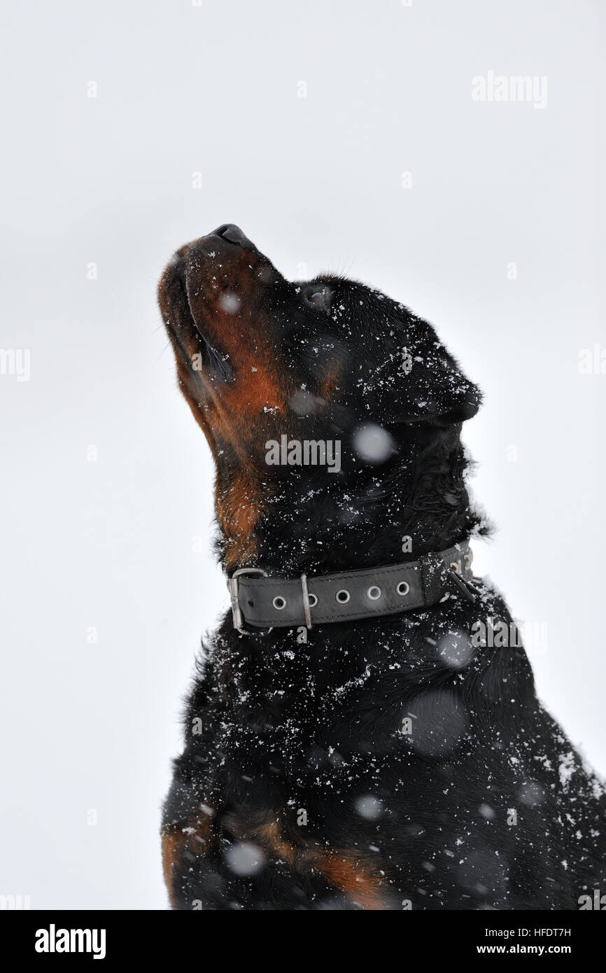 Rottweiler in a snowing wintertime Stock Photo - Alamy
