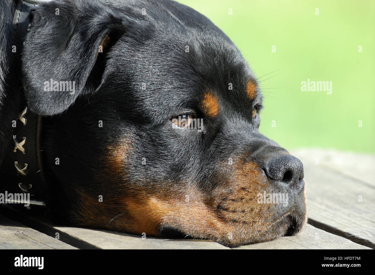 Rottweil butchers hi-res stock photography and images - Alamy