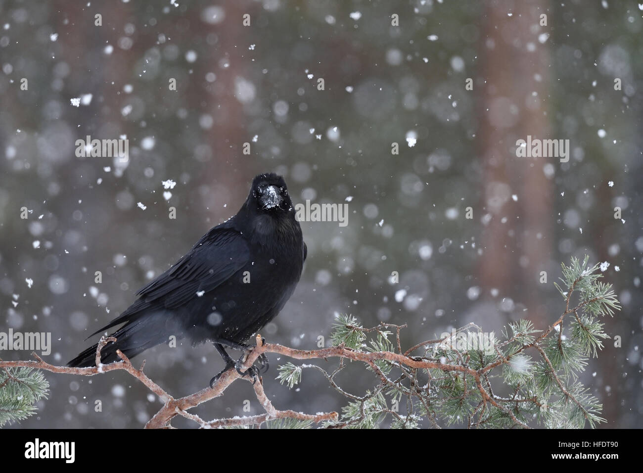 Raven on tree hi-res stock photography and images - Alamy