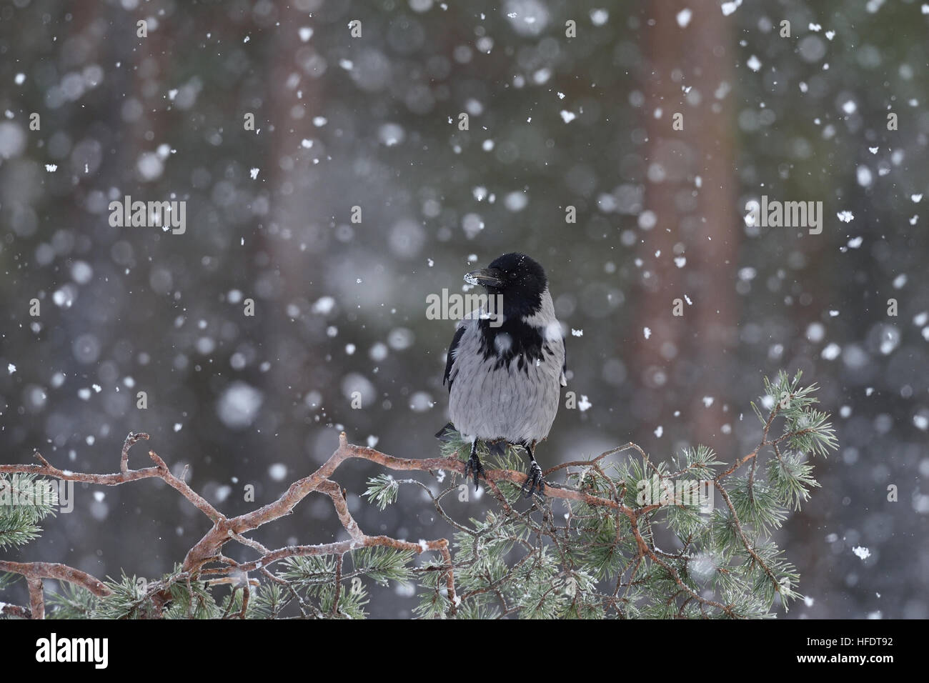 Crow on tree at snowfall. Crow on tree. Hooded crow (Corvus cornix ...