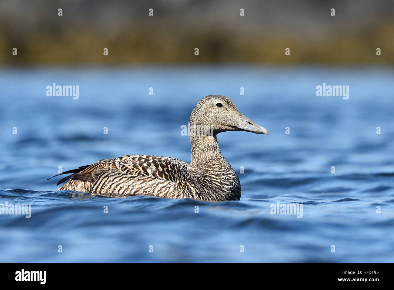 Common eider in the Atlantic ocean. Iceland Stock Photo - Alamy