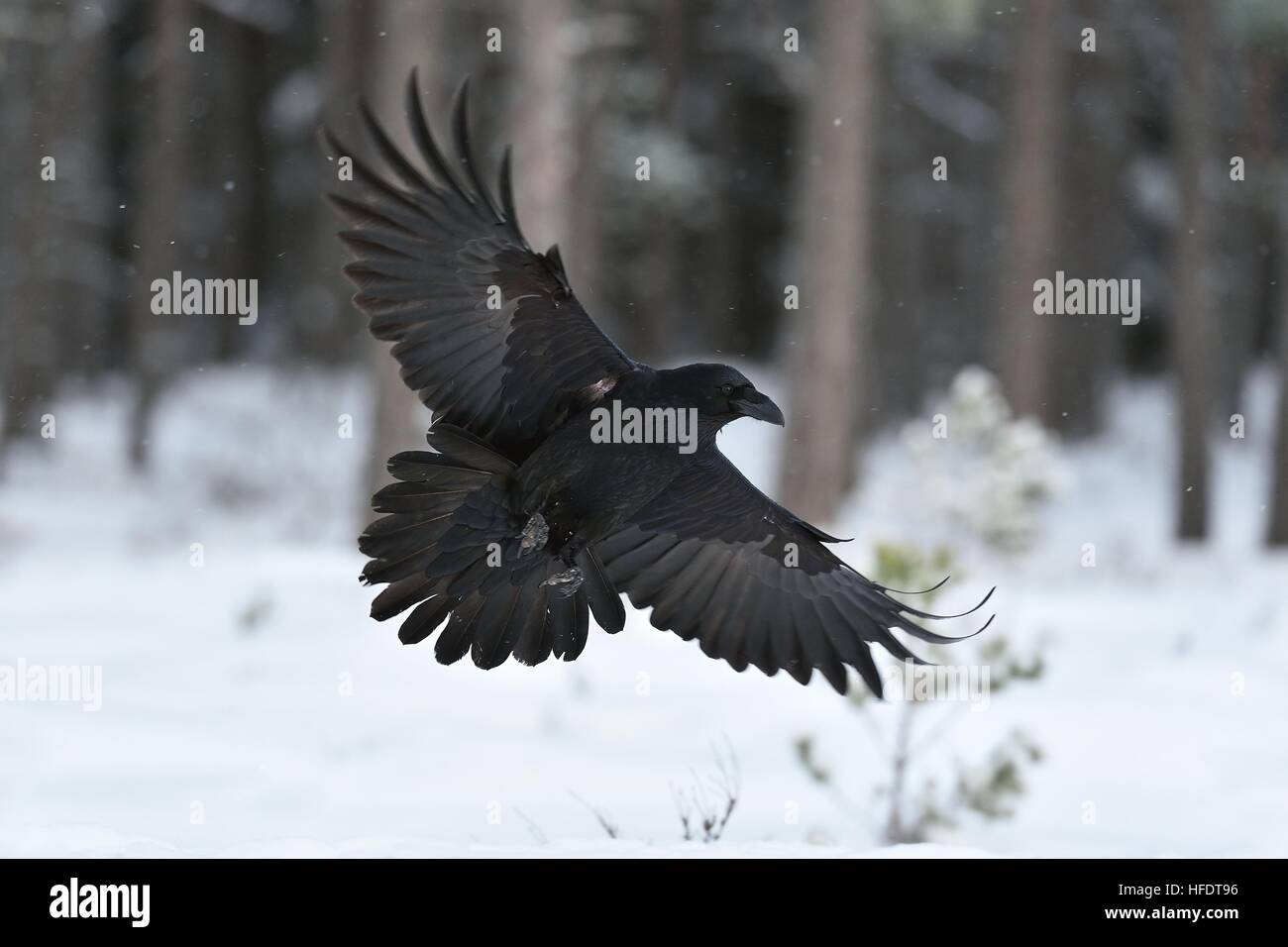 Raven (Corvus corax) in flight. Raven landing. Raven flying. Raven in ...