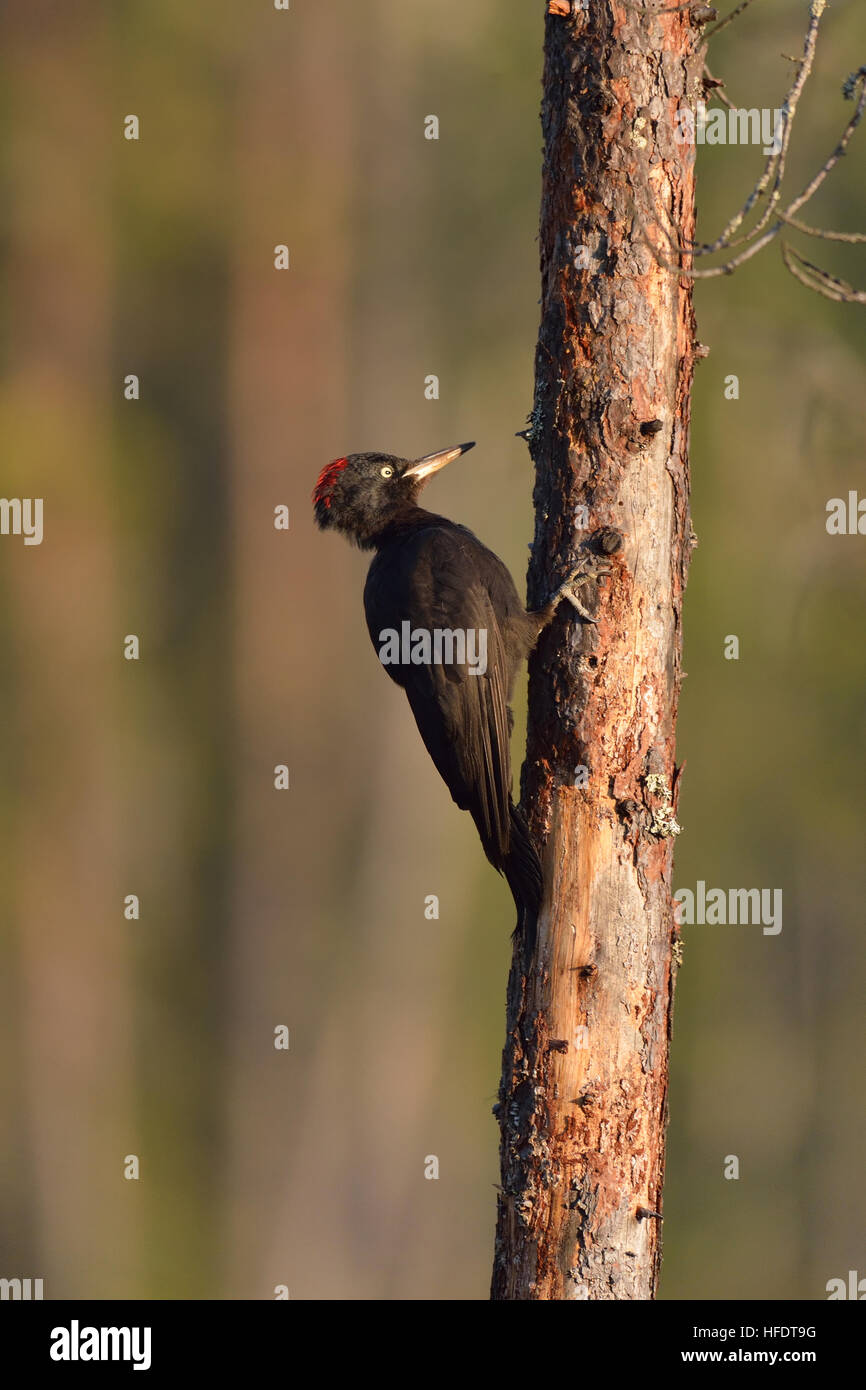 black woodpecker (Dryocopus martius) on tree Stock Photo - Alamy