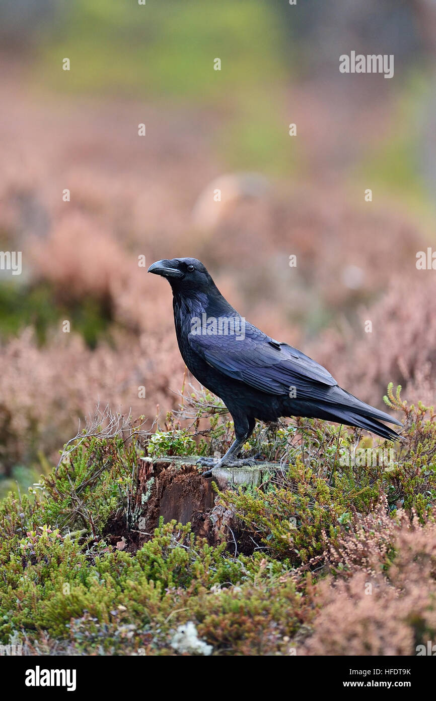 raven in forest Stock Photo - Alamy