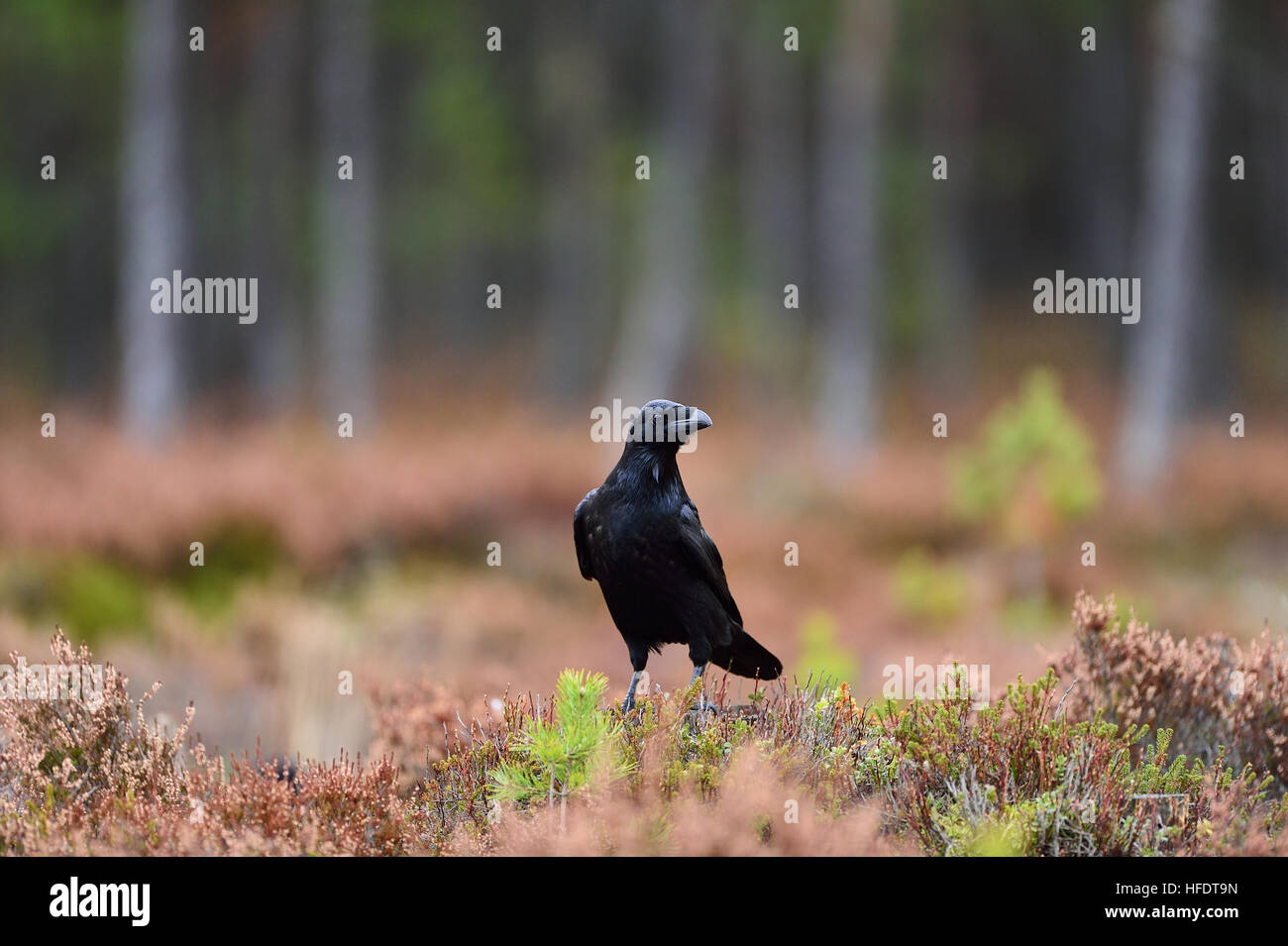 raven in forest Stock Photo - Alamy