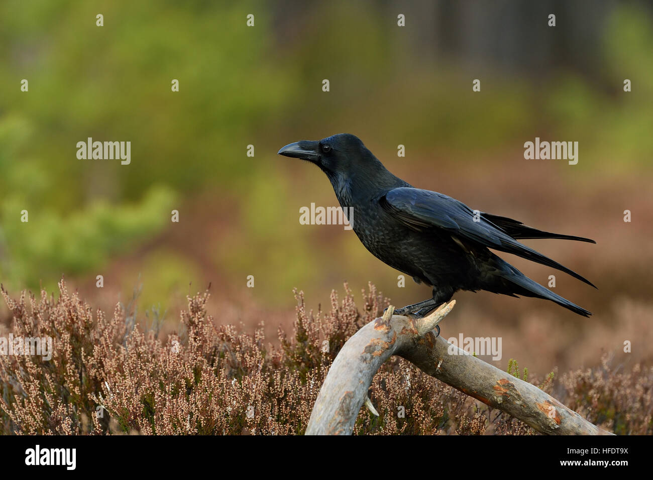 raven on branch with forest background Stock Photo - Alamy