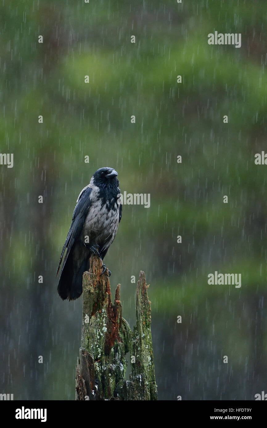 hooded crow in the rain with forest background Stock Photo - Alamy