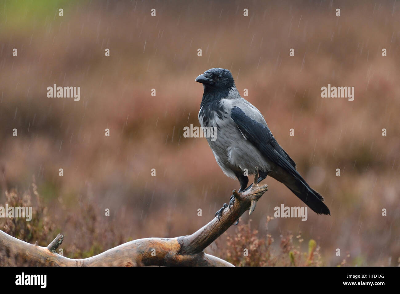 Crow in the rain Stock Photo - Alamy