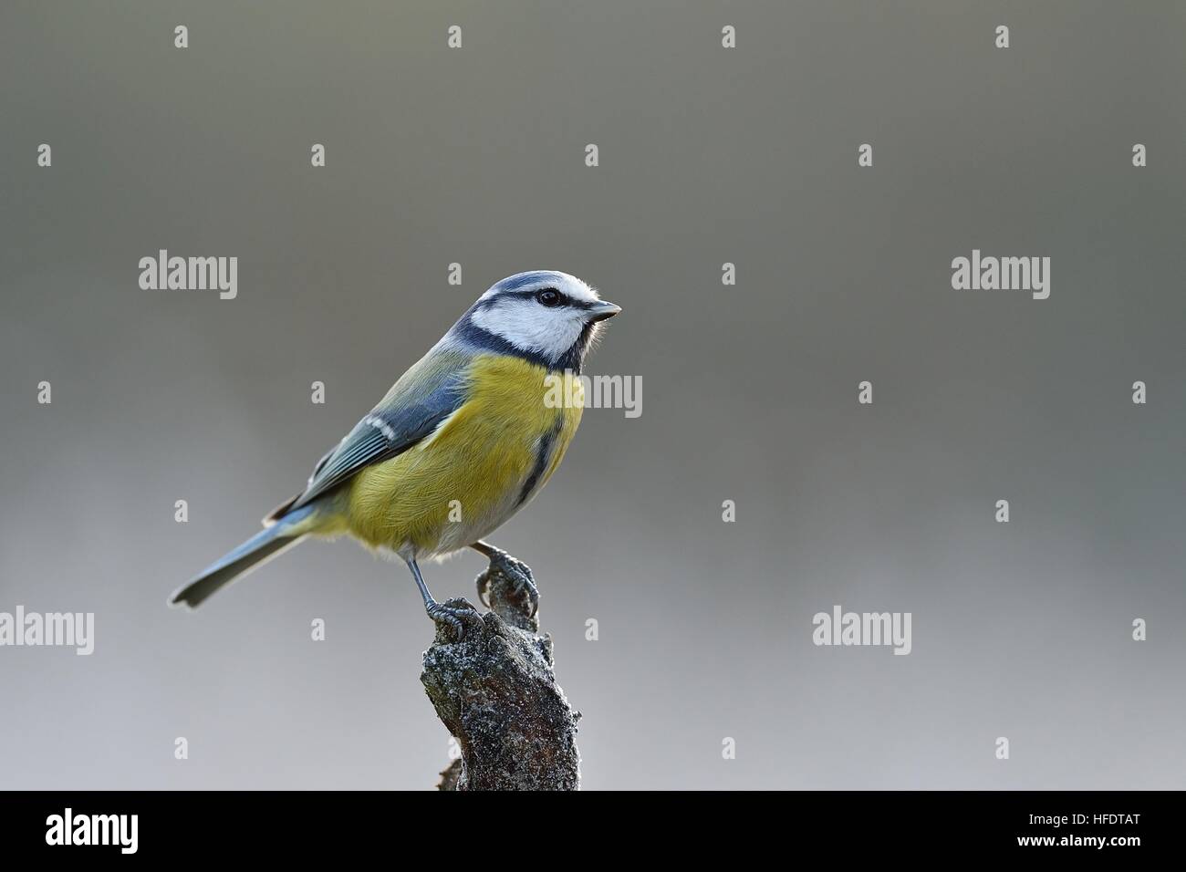 blue tit winter Stock Photo - Alamy
