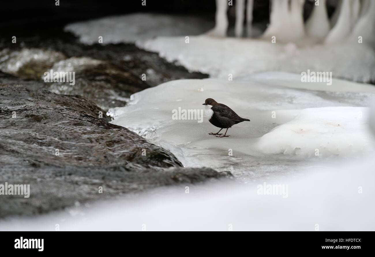 White-throated Dipper on the ice Stock Photo - Alamy