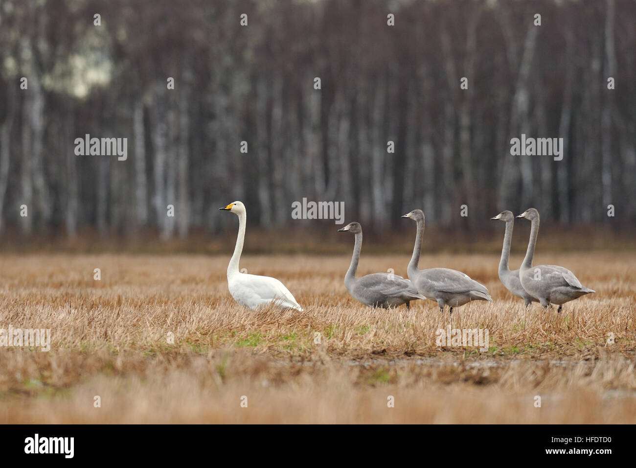 Whooper swans in the field Stock Photo - Alamy