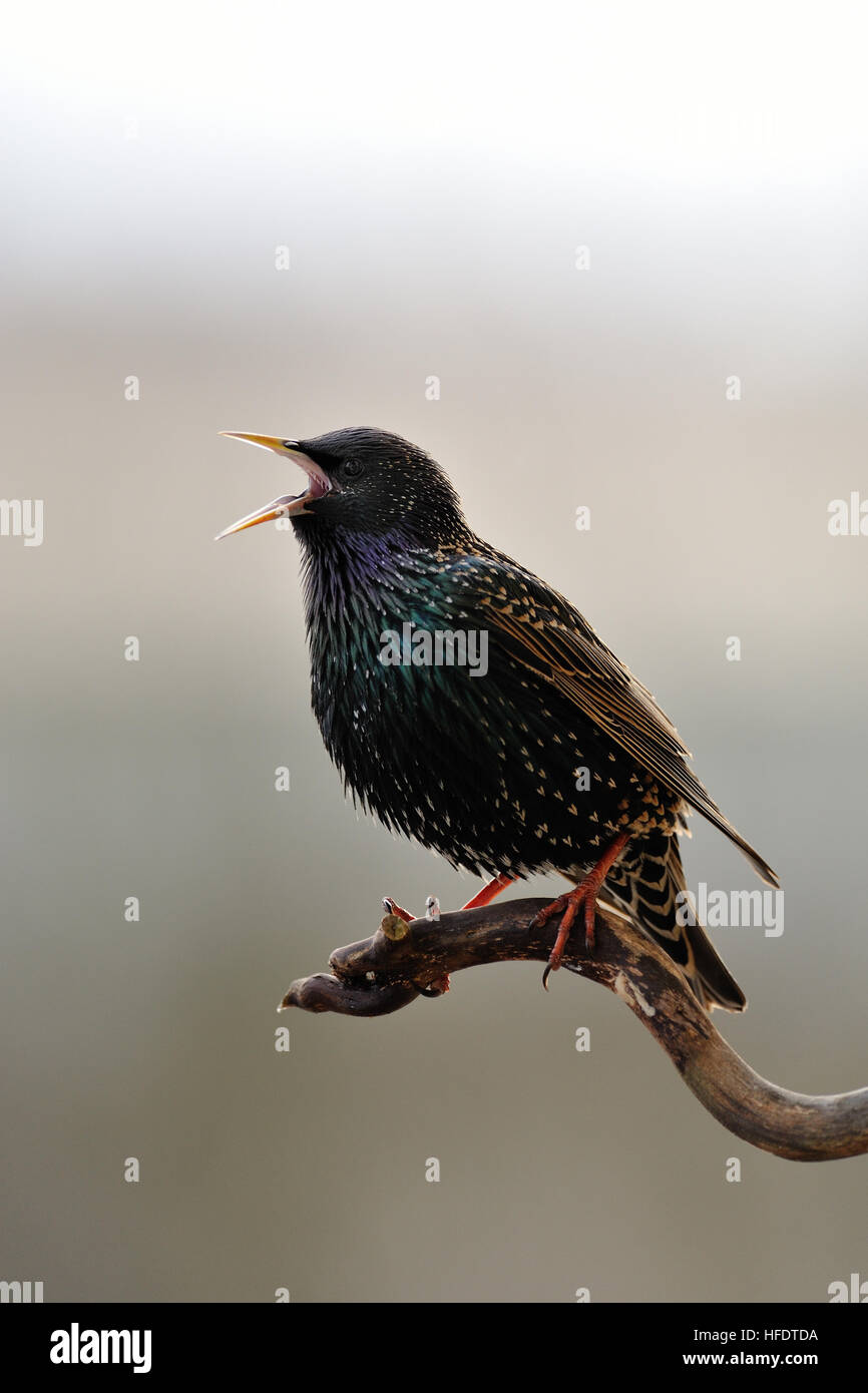 Starling singing in the spring Stock Photo - Alamy