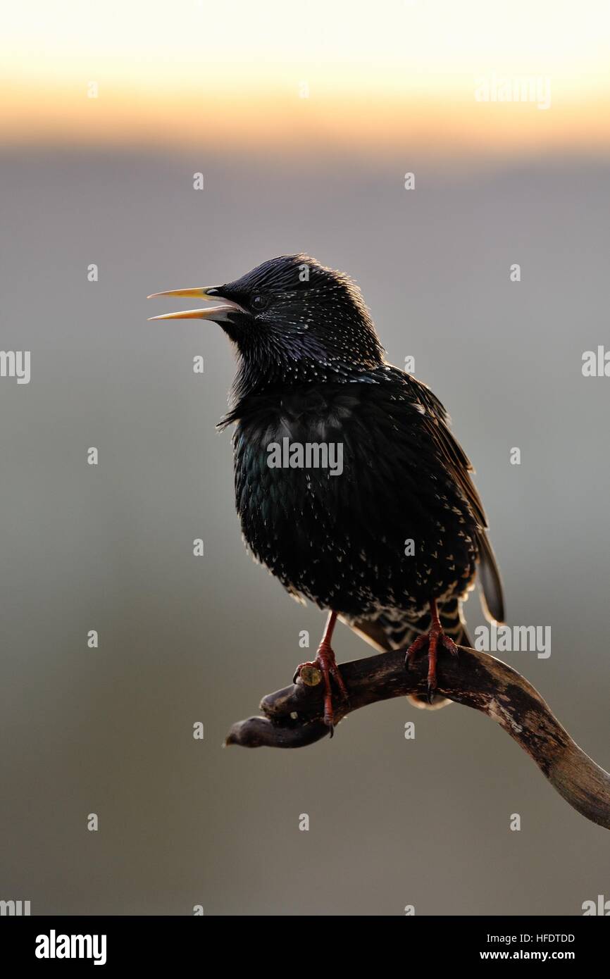 Starling sings at sunrise Stock Photo - Alamy