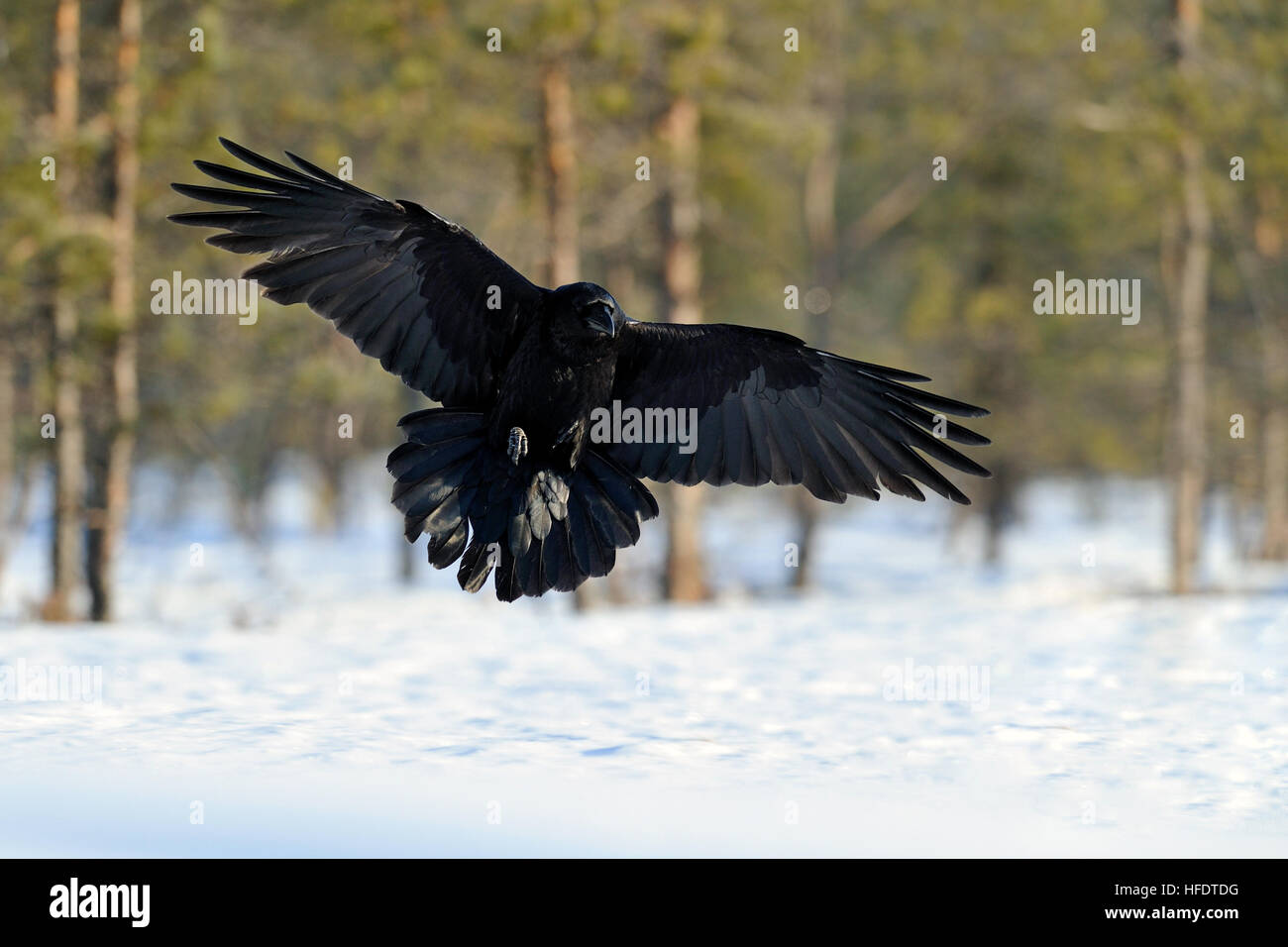 Raven in flight Stock Photo - Alamy