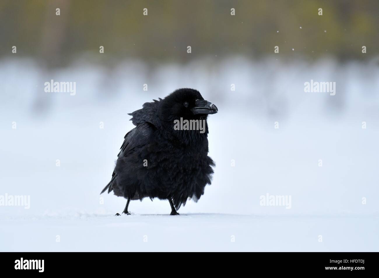 Common raven on snow Stock Photo - Alamy