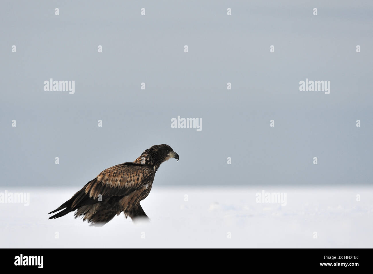 White-tailed eagle moving Stock Photo - Alamy