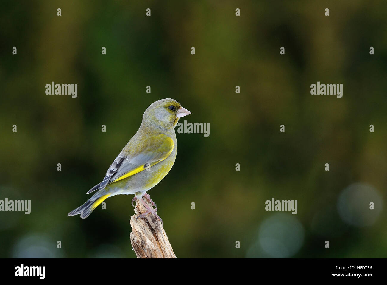 Greenfinch in winter Stock Photo - Alamy