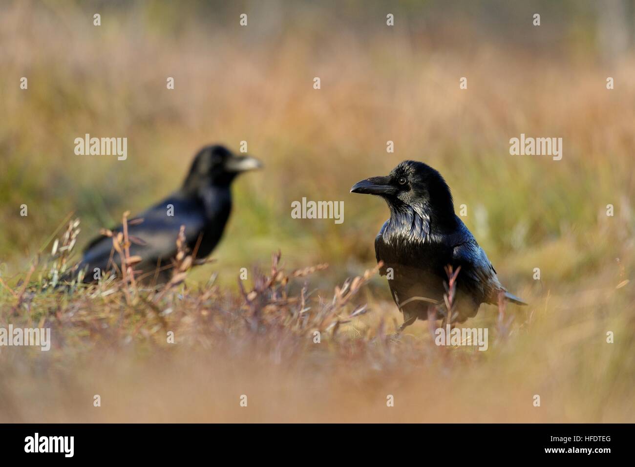Common Raven at sunlight Stock Photo - Alamy