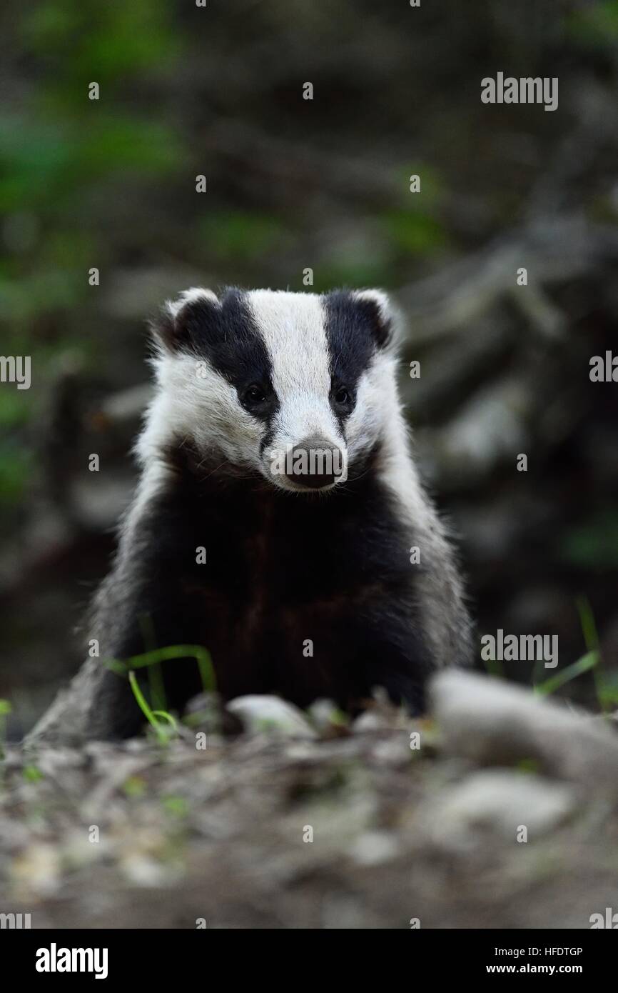European badger (Meles meles) portrait in forest Stock Photo - Alamy