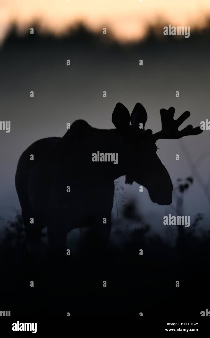 Moose bull at night. Moose silhouette Stock Photo - Alamy