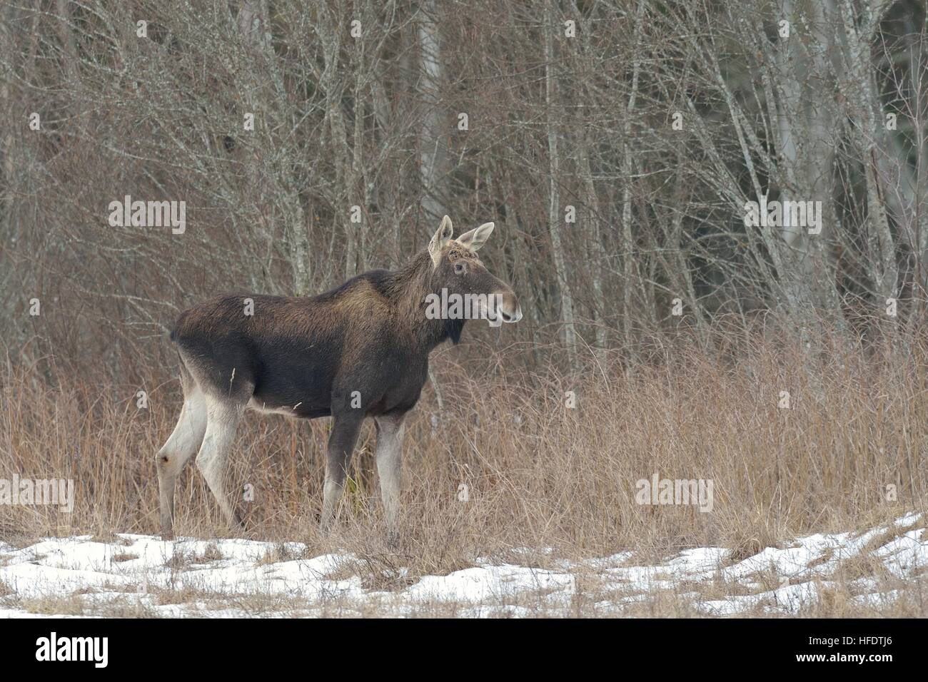 Bull moose with forest background hi-res stock photography and images ...