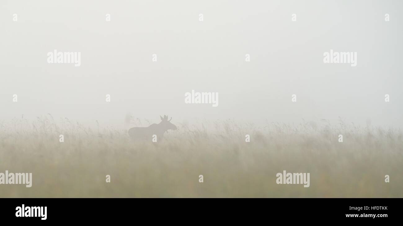 Bull moose in the mist Stock Photo - Alamy