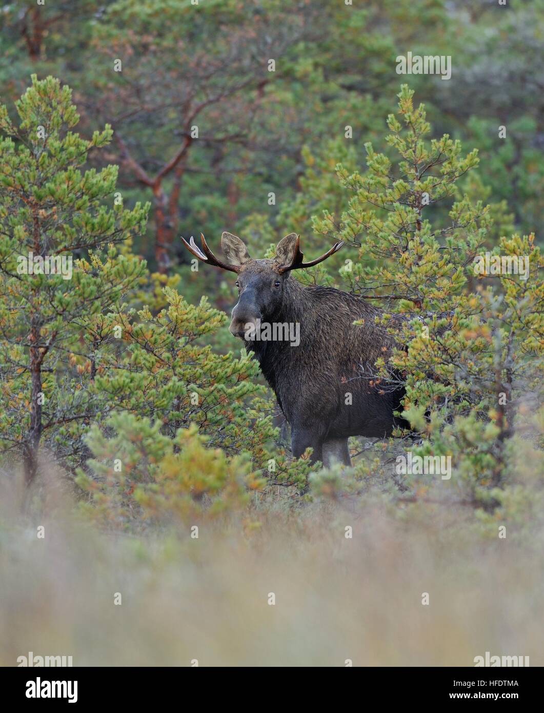 Bull Moose between pine trees Stock Photo - Alamy