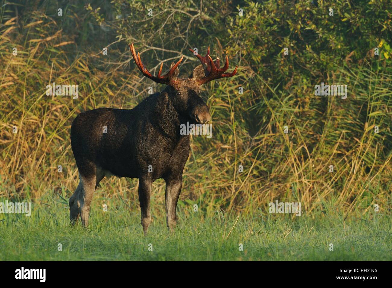Bull moose early in the morning hi-res stock photography and images - Alamy