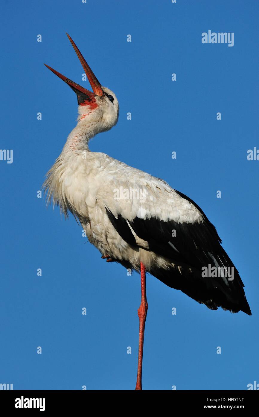 White Stork beak open Stock Photo - Alamy