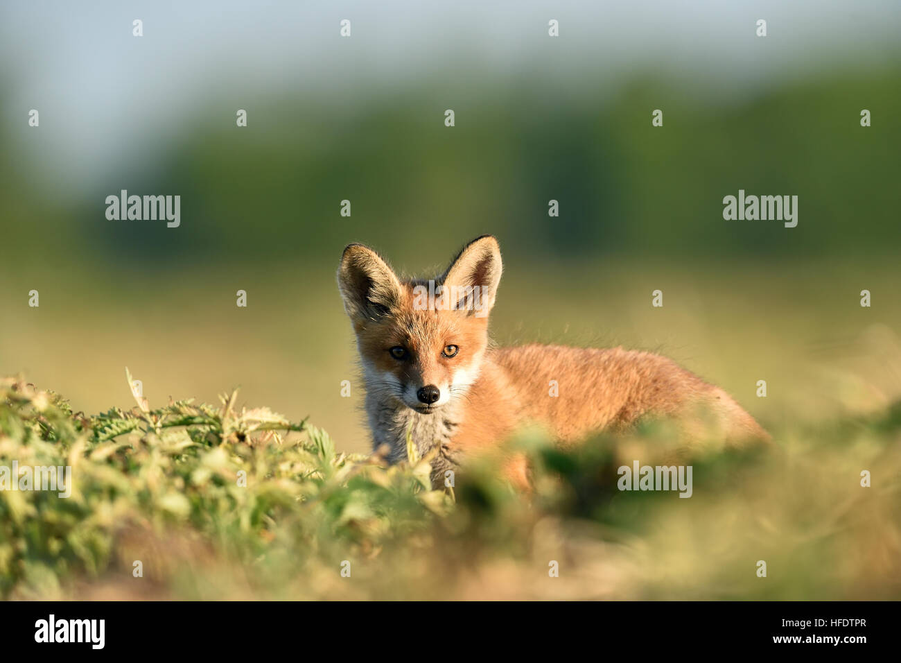 Red fox kit. Little red fox Stock Photo - Alamy