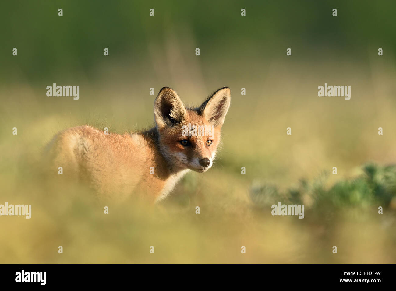 red fox kit. red fox puppy. baby animal Stock Photo - Alamy