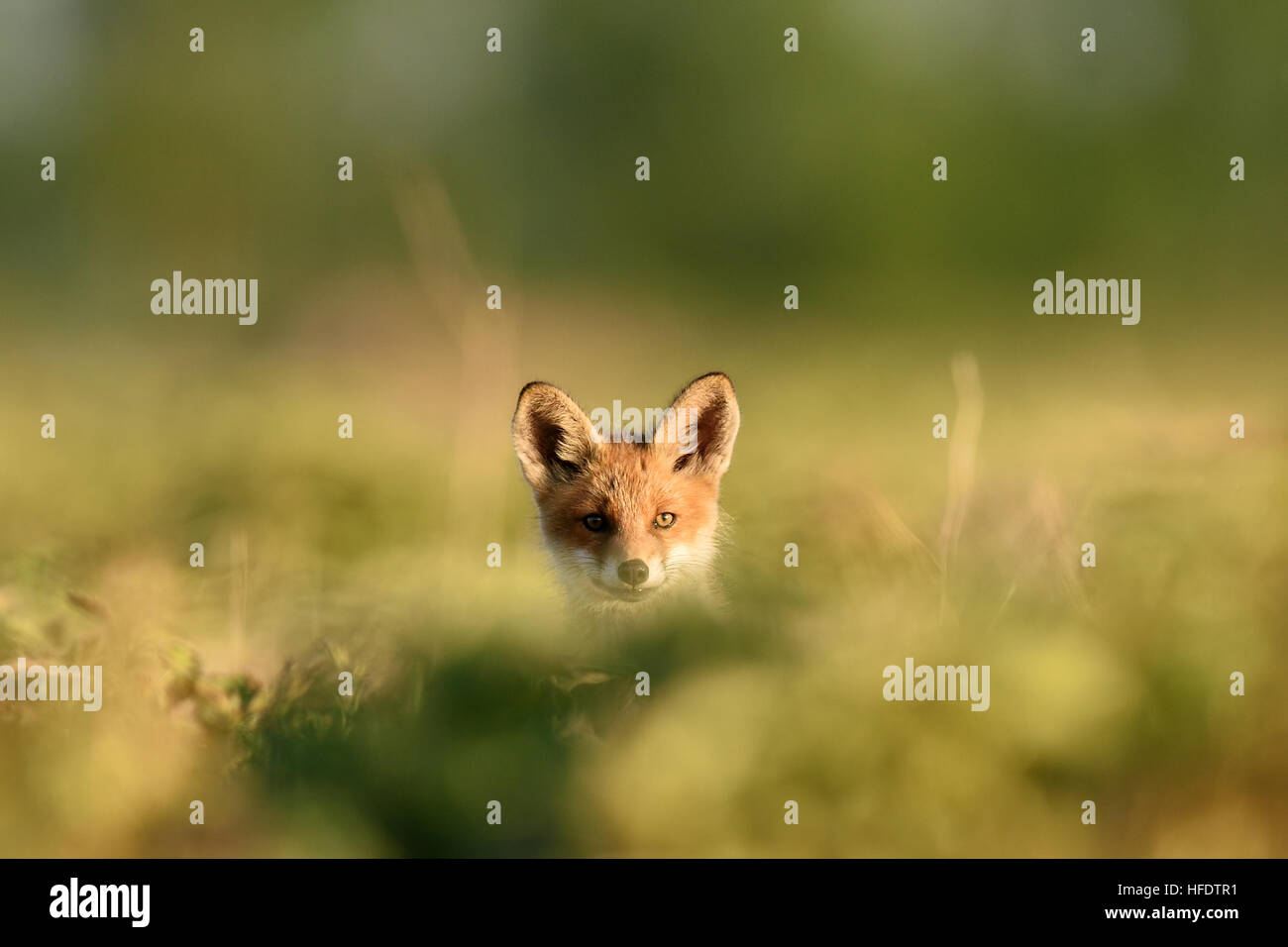 Red fox kit. Red fox puppy. Juvenile red fox. Red fox pup. Little fox ...