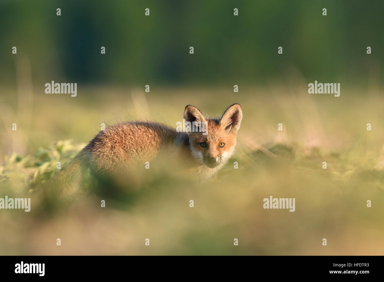 red fox kit. red fox puppy. baby animal. cute animal Stock Photo - Alamy