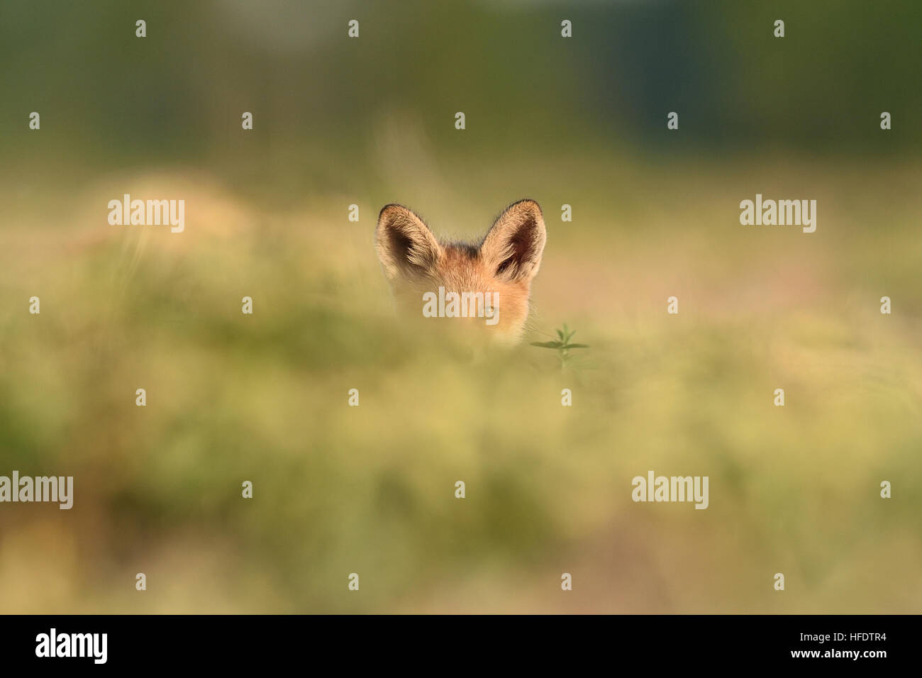 Red fox kit. Red fox puppy. Juvenile red fox. Red fox pup. Little fox ...