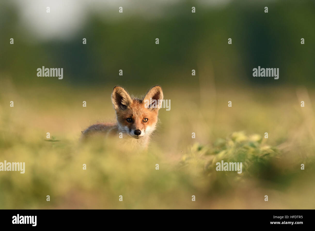 Red fox pup. Red fox kit Stock Photo - Alamy
